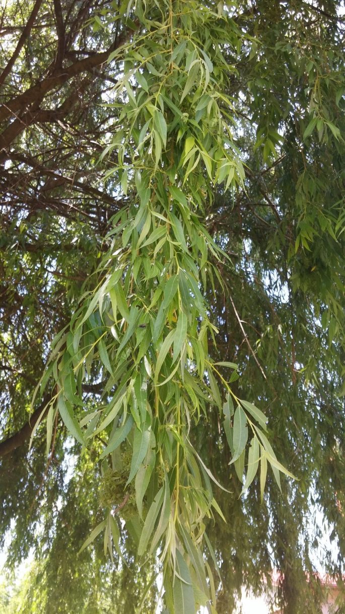 ŽALOSNA VRBA – DRVOKOD LOVRAK